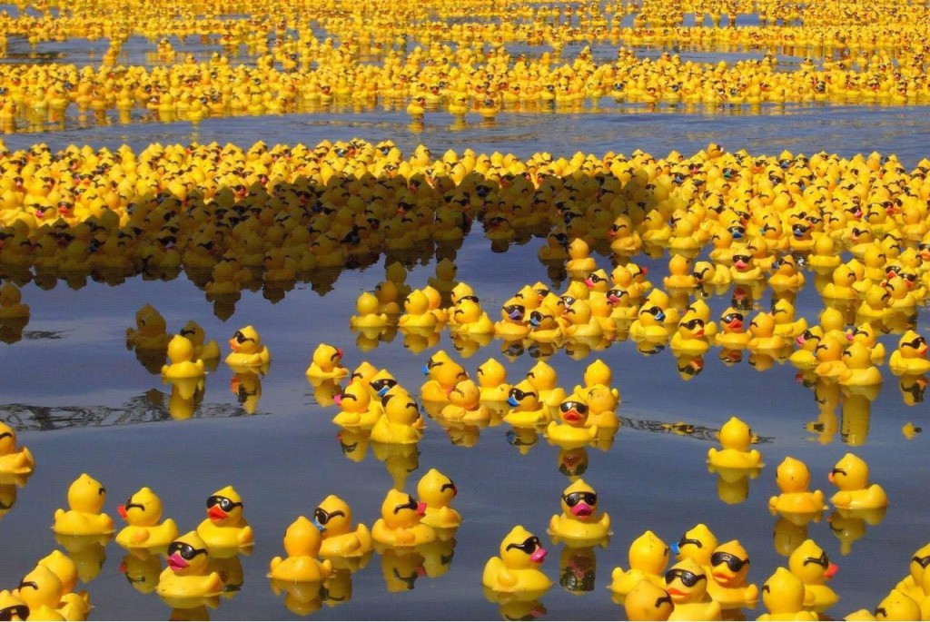 The Duck Effect – Bay View United Methodist Church